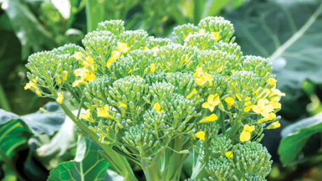 How to Help Broccoli Form Full Heads – Mother Earth Gardener